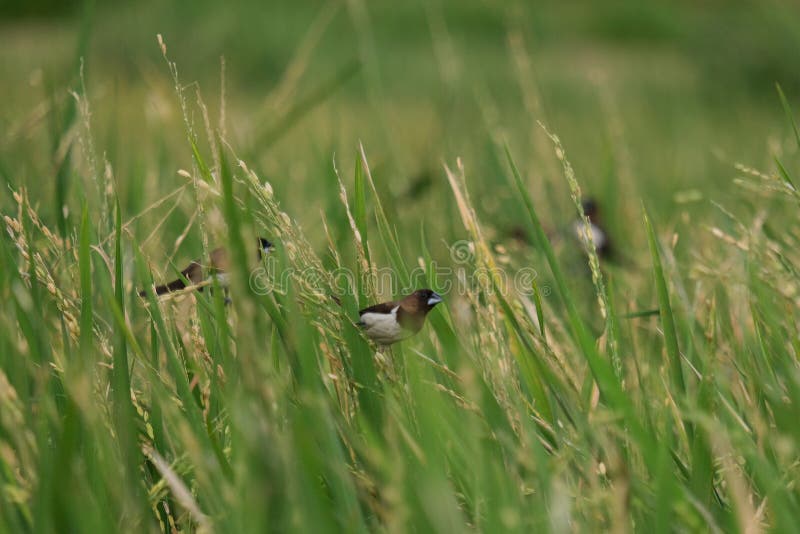 Close-up of Bird Perching on Grass Stock Photo - Image of rice, field ...