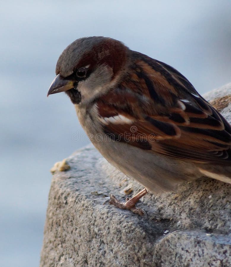 Close Up of Bird Perching on Retaining Wall Stock Photo - Image of ...