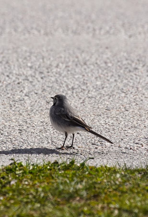 Close Up of Bird Perching on Road Stock Photo - Image of small, bird ...