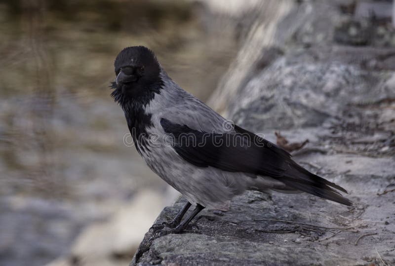 Close-up of a Bird Perching on Rock Stock Image - Image of ornithology ...