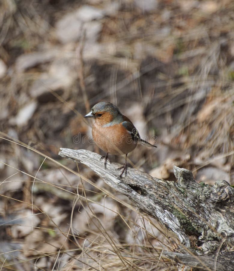 Close Up of Bird Perching on Tree Stump Stock Image - Image of perching ...