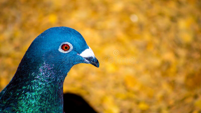 Close-up of bird portrait stock image. Image of flower - 324908183