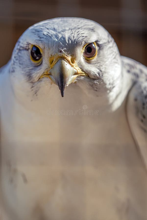 Close-up of a Bird of Prey Sitting Behind the Bars of a Cage Stock ...