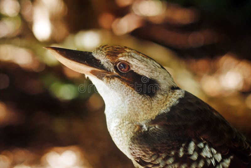 Big Bird Profile stock photo. Image of bird, boney, large - 4898