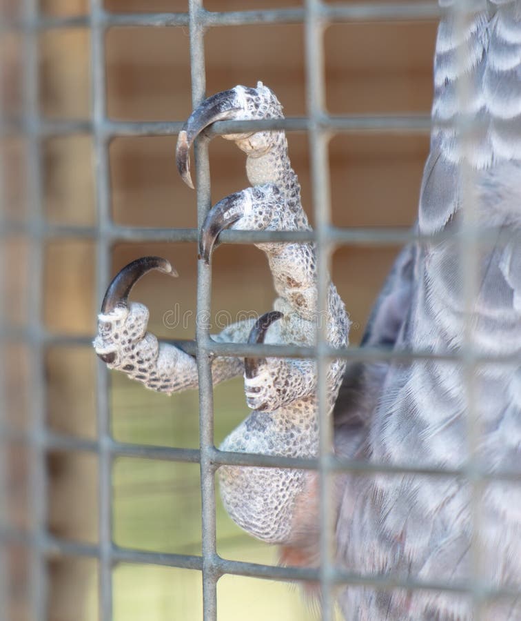 Close-up of a Bird S Claws on a Metal Cage. Macro Stock Photo - Image ...