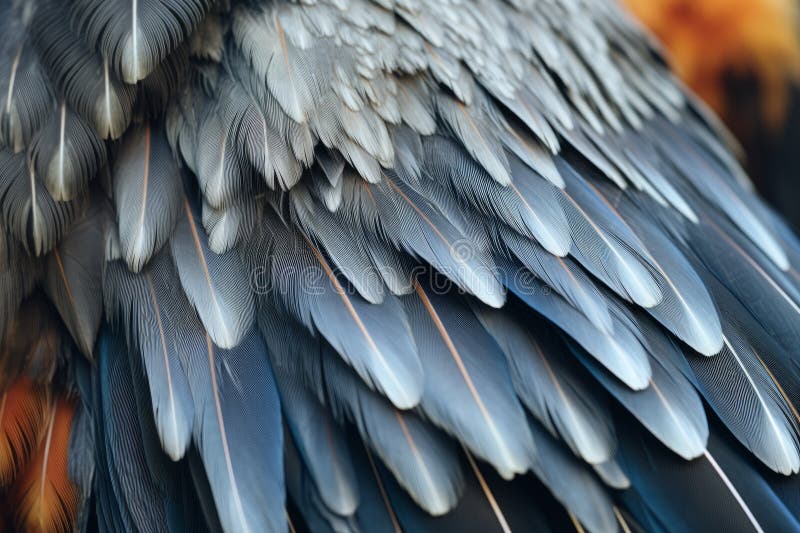 Close-up of a Bird S Wings, a Work of Art in Nature Stock Illustration ...