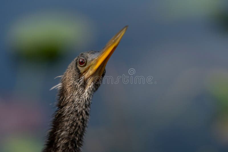 Close-up of a Bird with a Sharp Beak. Stock Photo - Image of wildlife ...