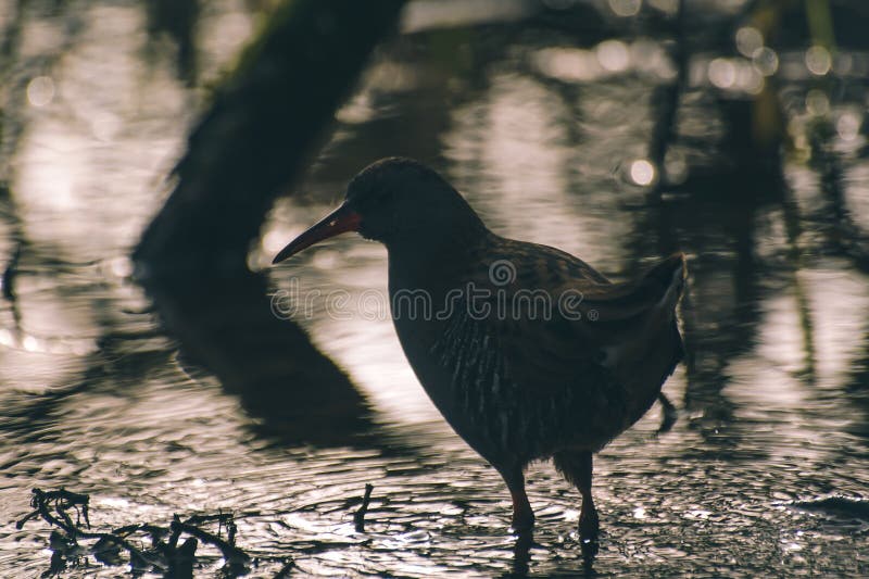 Close Up of Bird Standing in Swamp Stock Image - Image of brown, nature ...