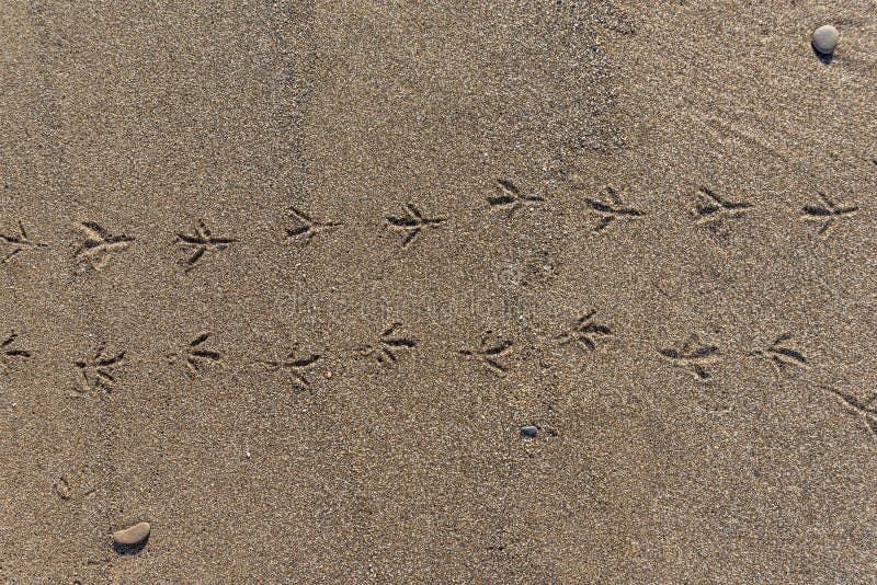 Close-up of Bird Tracks on the Sand in Sunset Light. Stock Photo ...