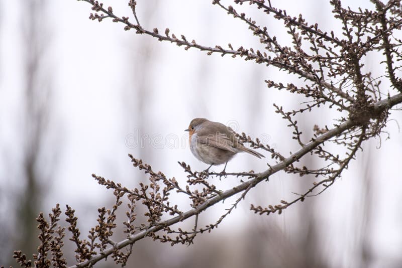 Close Up of a Bird in a Tree Stock Photo - Image of beautiful, spring ...