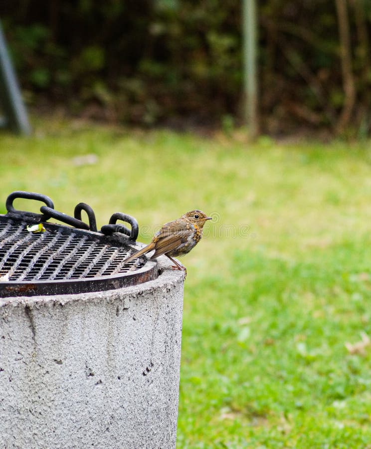 Close-up of Birds Perching on a Outdoor Grill Stock Image - Image of ...
