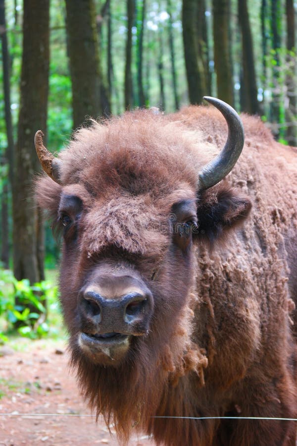 Close Up of a Bison at the Zoo Stock Image - Image of bison, horn ...