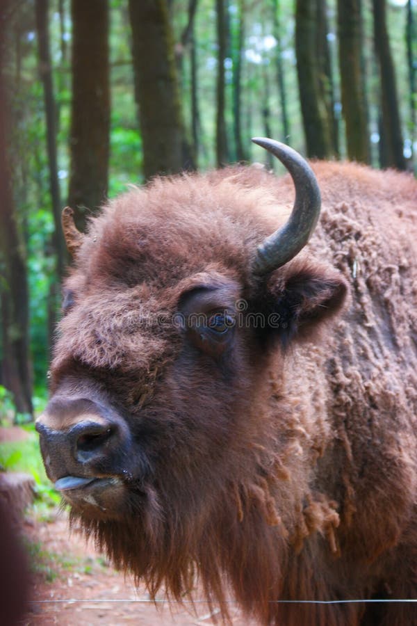 Close Up of a Bison at the Zoo Stock Photo - Image of mouth, frost ...