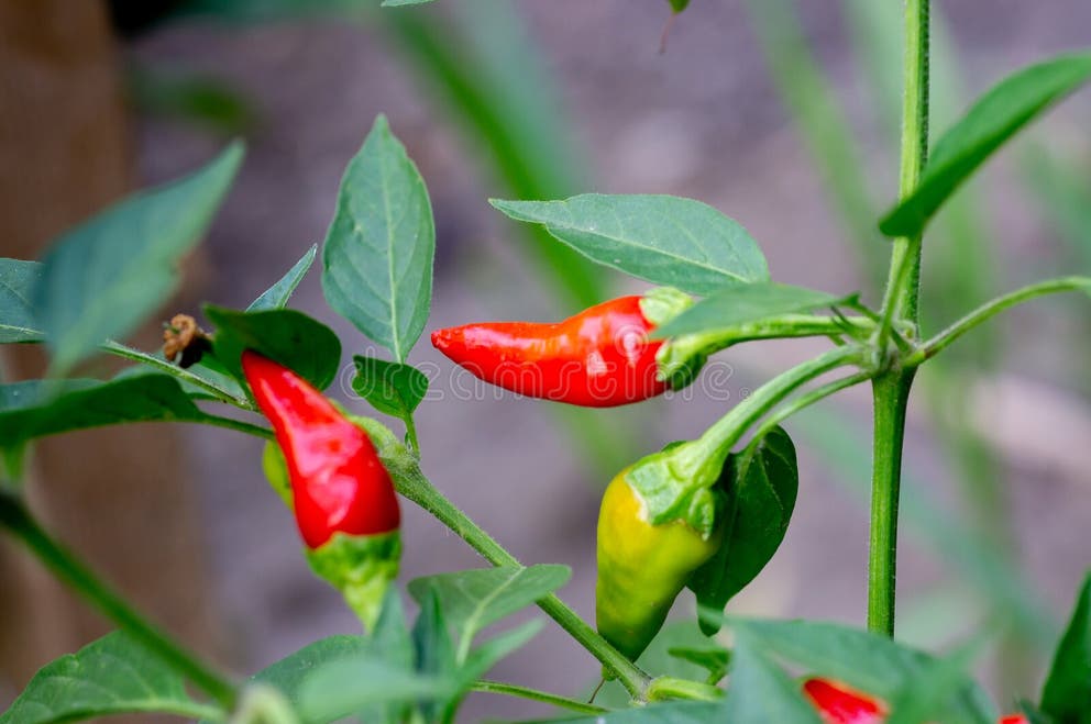 Close-up of a Bitter Pepper Garden Stock Photo - Image of bitter ...