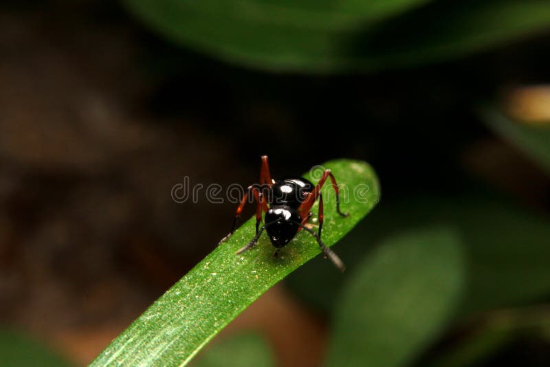 414 Gaster Ant Stock Photos - Free & Royalty-Free Stock Photos from ...
