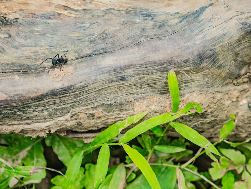 Close Up Black Ant on the Tree Lumber Stock Image - Image of animal ...