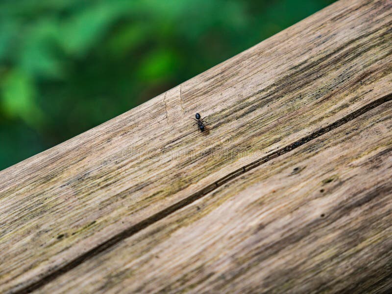 Close Up Black Ant on the Tree Lumber Stock Photo - Image of blur ...
