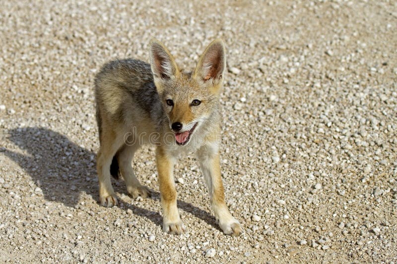 Close-up Of Black-backed Jackal Baby Stock Photo - Image of backed ...