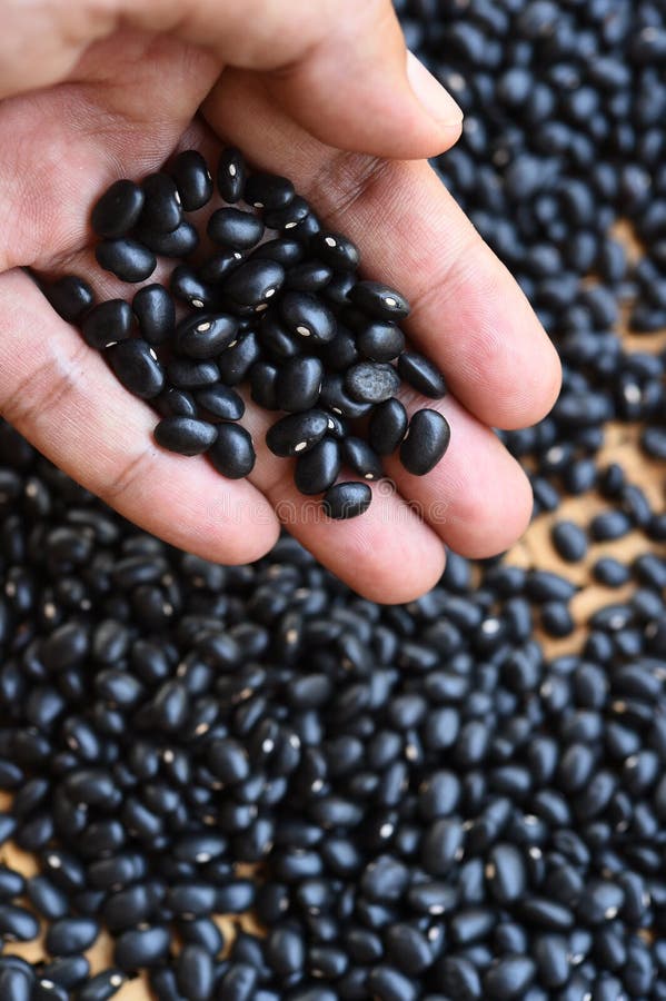 Close Up of Black Beans on Hand Stock Image - Image of ingredient ...