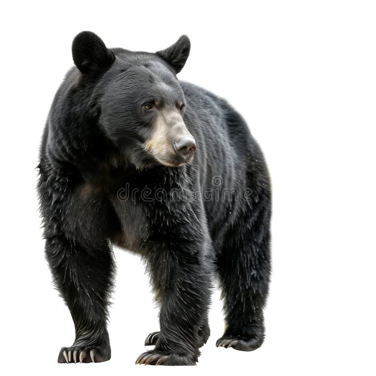 Close-up of a Black Bear with Sharp Claws Stock Image - Illustration of ...