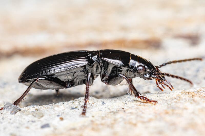 Close-up of a Black Beetle on a Textured Surface with a Blurred ...