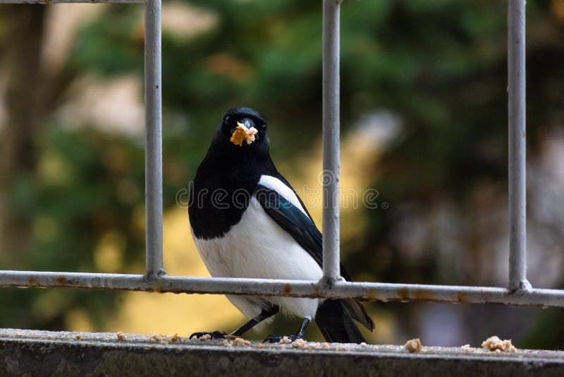 Close-Up of Black-billed Magpie Bird Perching Outdoors Stock Image ...