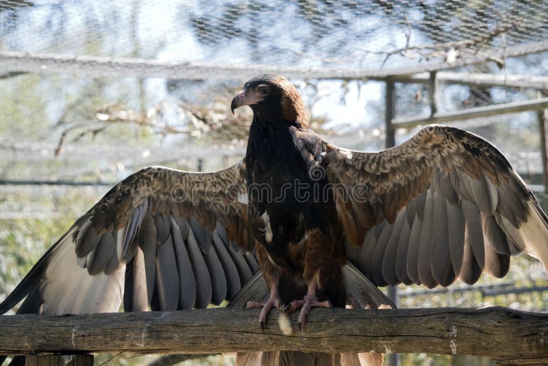 Black breasted buzzard stock image. Image of stretched - 101316451