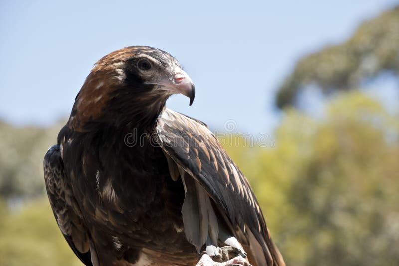 This is a Close Up of a Black Breasted Buzzard Stock Image - Image of ...