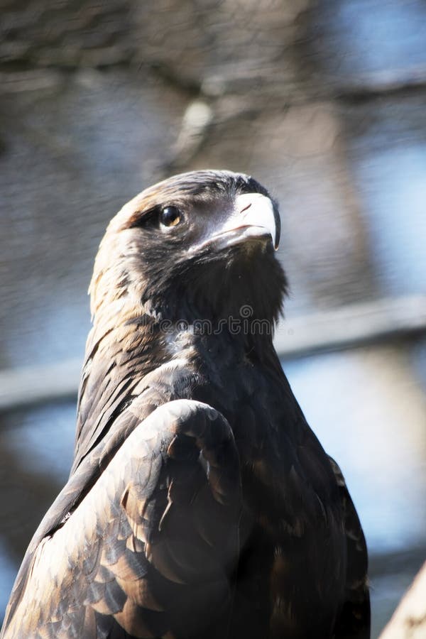 This is a Close Up of a Black Breasted Buzzard Stock Image - Image of ...