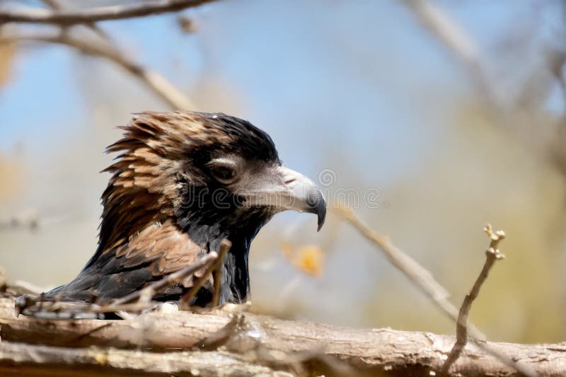 This is a Close Up of a Black Breasted Buzzard Stock Image - Image of ...