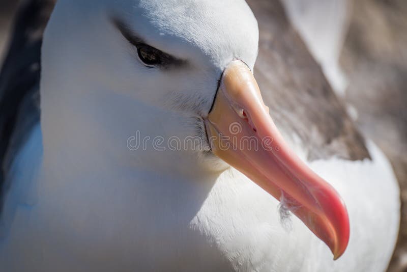 Close-up of Black-browed Albatross Sitting on Nest Stock Photo - Image ...