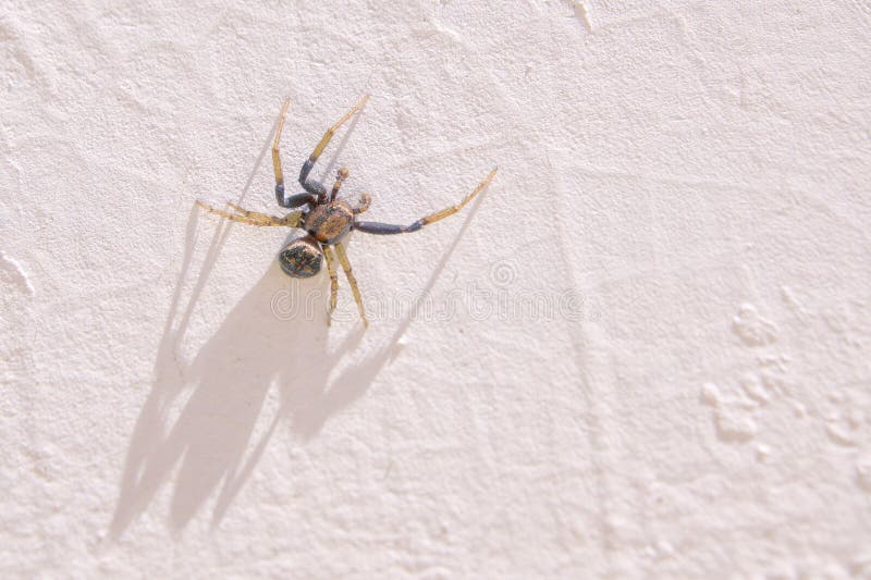 Spider stock image. Image of nature, wall, wild, spider - 271848841