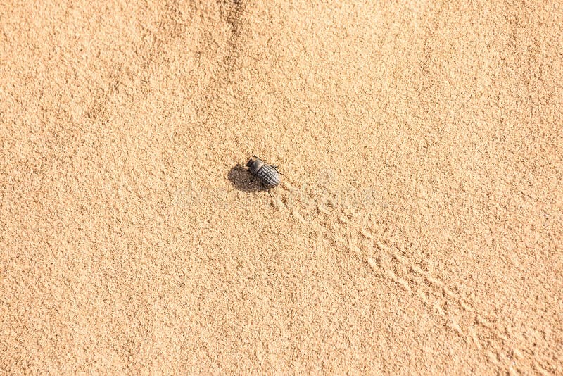 Close Up Black Bug Crawls on Sand Stock Photo - Image of detail, black ...