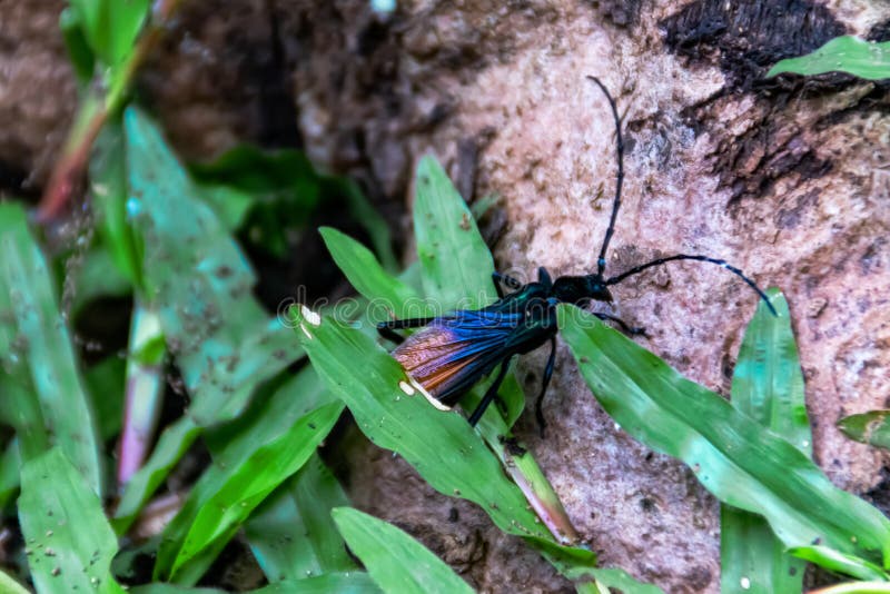 Close-up of Black Bug with Red Wings Sit between the Green Grass and ...