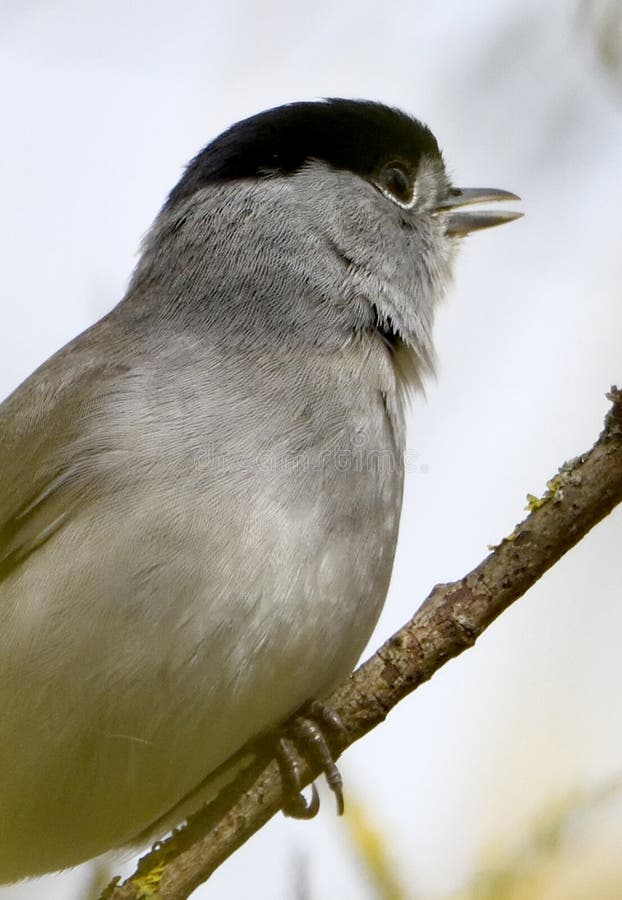 Close Up on a Black Cap Bird Stock Image - Image of branch, wing: 319914447