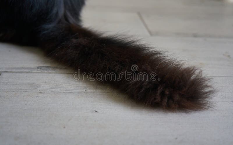 Cat S Tail, Close-up of a Black Cat S Tail Sitting on a Ceramic Tile ...