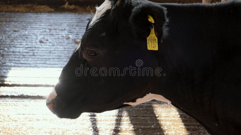 Close-up of a Black Cow in a Pen on a Farm. Stock Video - Video of ...