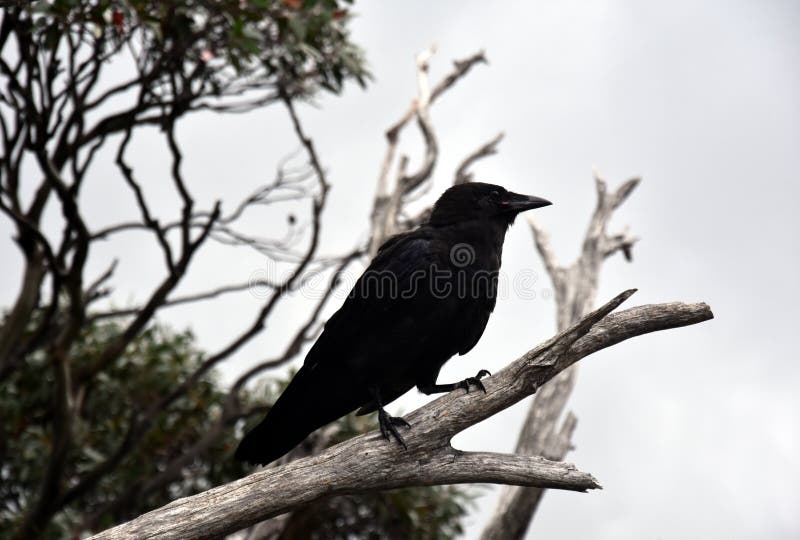 Close Up of a Black Crow Sitting on a Dead Tree Branch Stock Photo ...