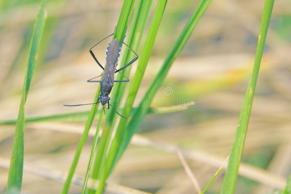 Damsel bug stock image. Image of heteroptera, animals - 271863663