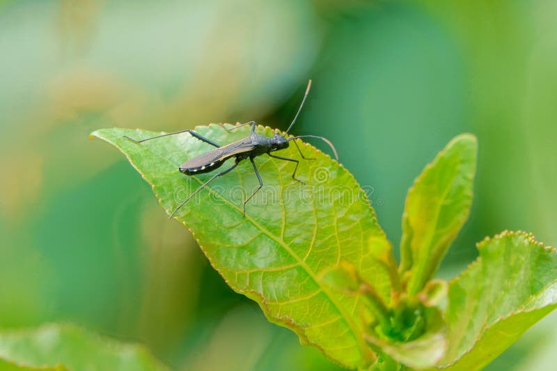 Damsel bug stock photo. Image of insect, life, nabidae - 271866114