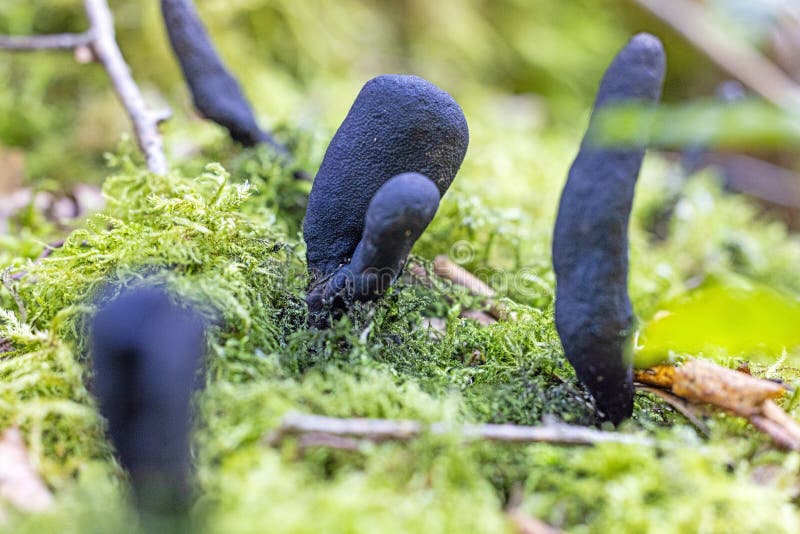 Close-up of Black Dead Finger Mushrooms on a Moss-covered Trunk Stock ...