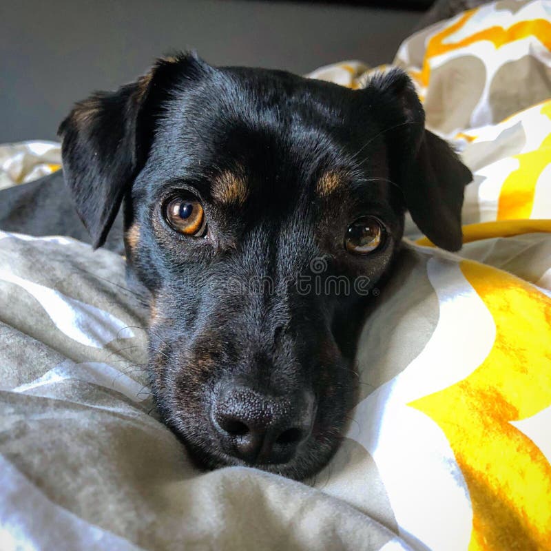 Close Up of Black Dog Face with Expressive Eyebrows Stock Image - Image ...