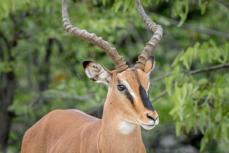 Close Up of a Black-faced Impala. Stock Image - Image of park, etosha ...