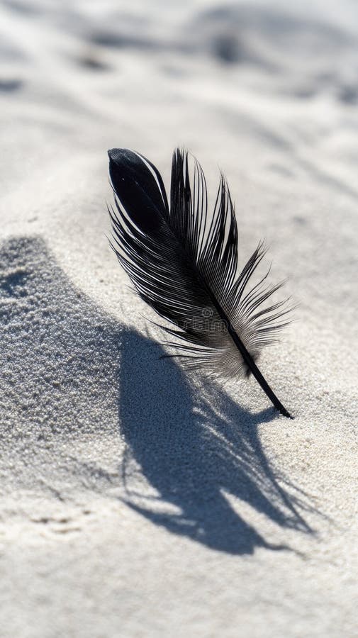 Close-up of a Black Feather on Bright White Sand, Strong Light ...