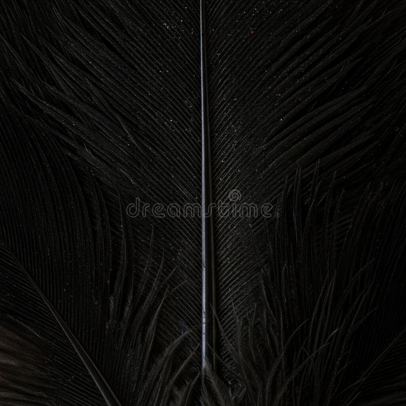 Close-up of a Black Feather Displaying Intricate Details. the Central ...