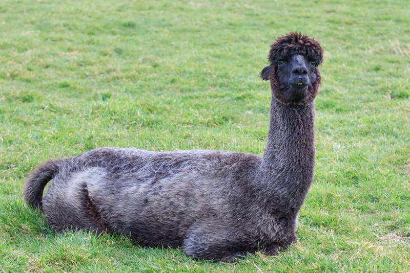 Close Up Black Fur Alpaca Lying on Green Field Stock Photo - Image of ...