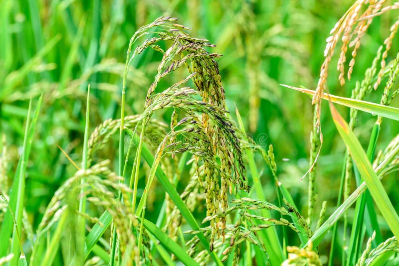 Close Up of Black Glutinous Rice Paddy in Rice Field Stock Photo ...