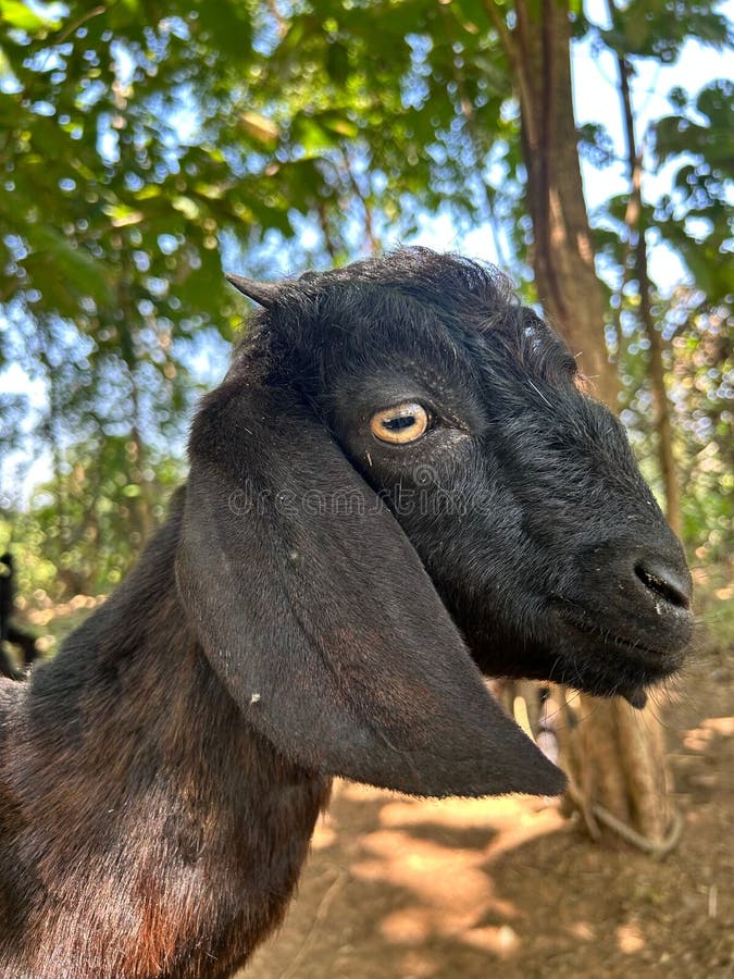 Close-up of a Black Goat with Striking Eyes. Stock Photo - Image of ...