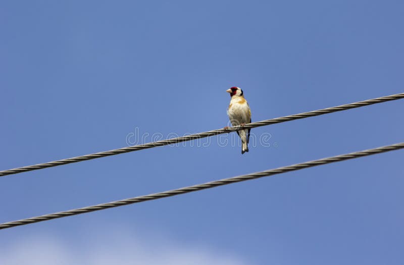Close-up of a Black-headed Dandy Sitting on Wires in Nature Stock Photo ...