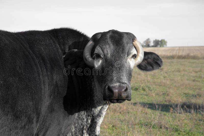 235 Cow Tail Up Stock Photos - Free & Royalty-Free Stock Photos from ...